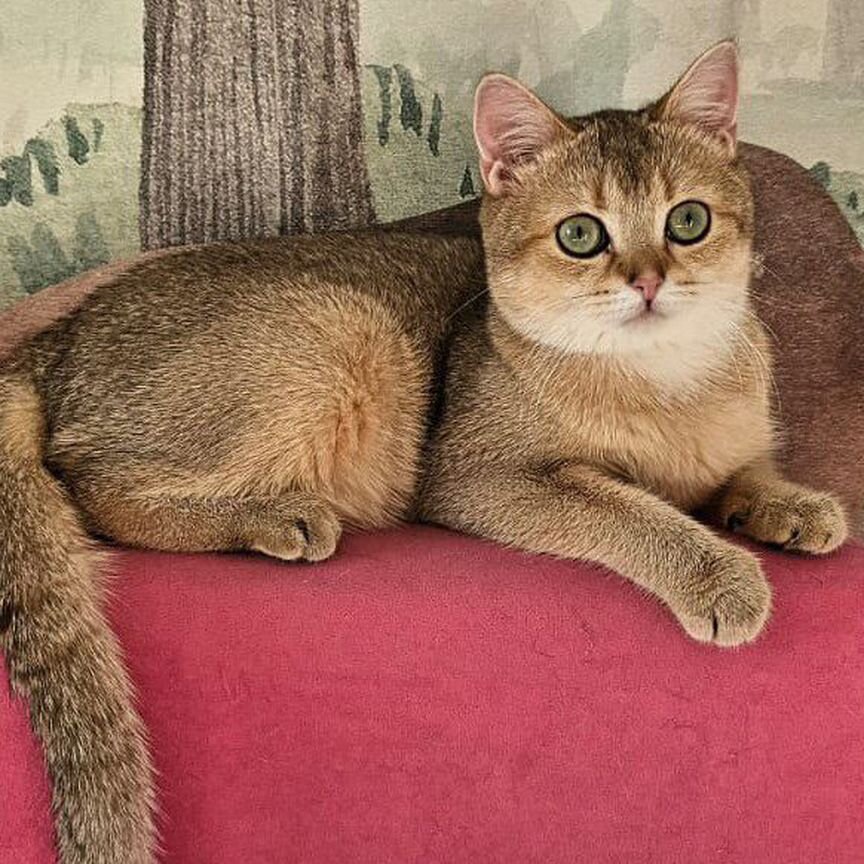 Британский кот вязка золотая шиншилла