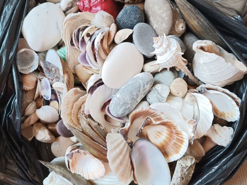 Ракушка (бесплатно)