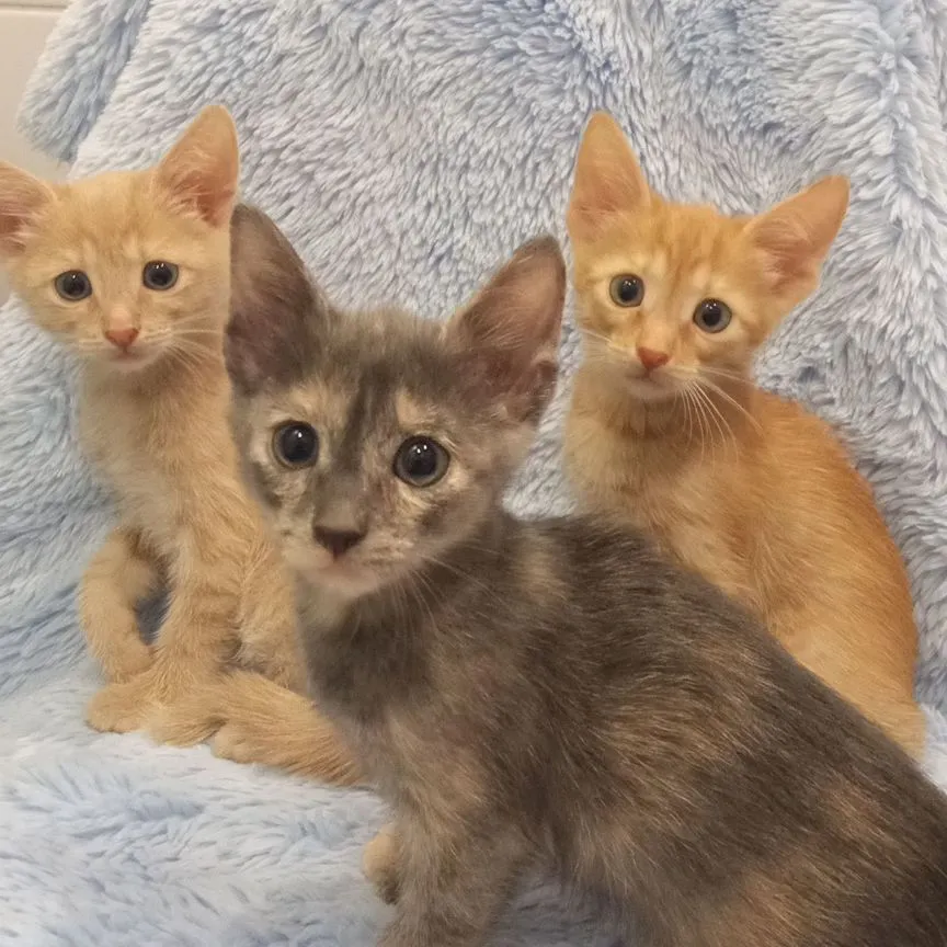 Котята донского сфинкса