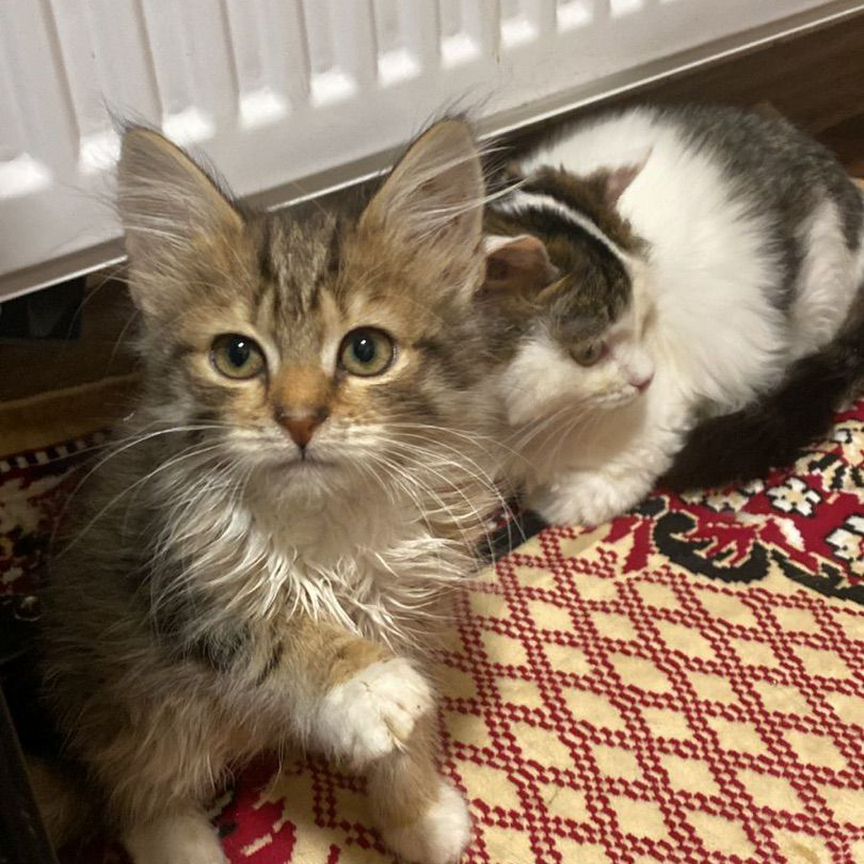 Котенок в добрые руки