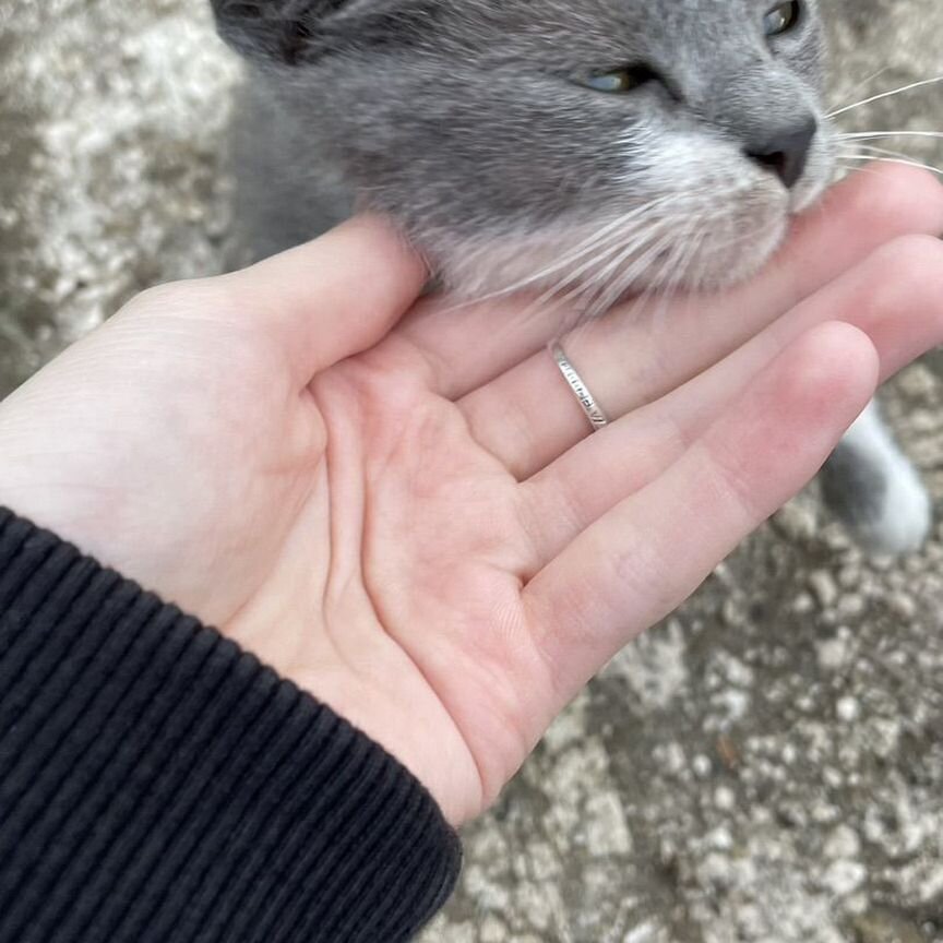 Котенок
