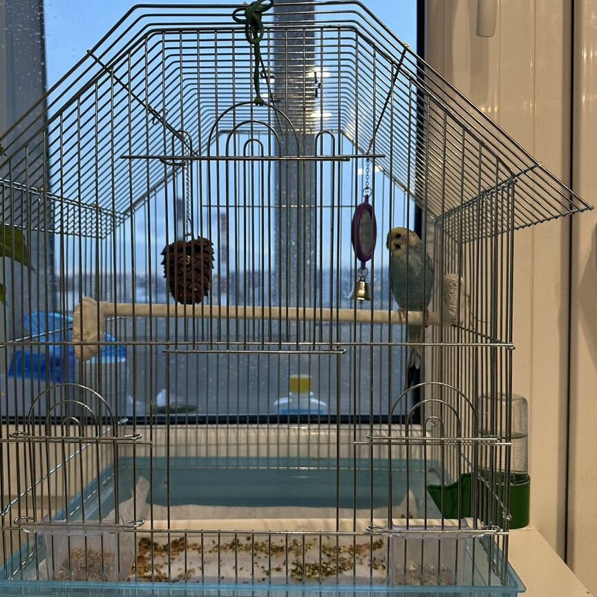 Попугай клетка