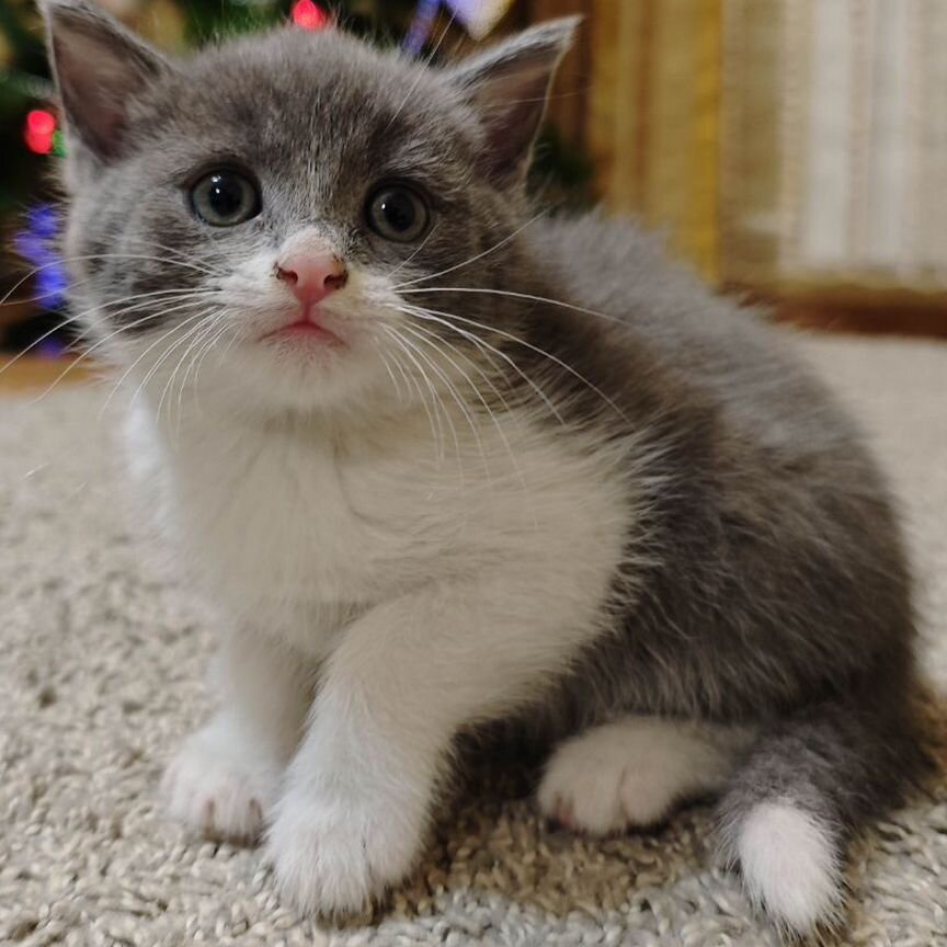 Британский короткошёрстный котёнок