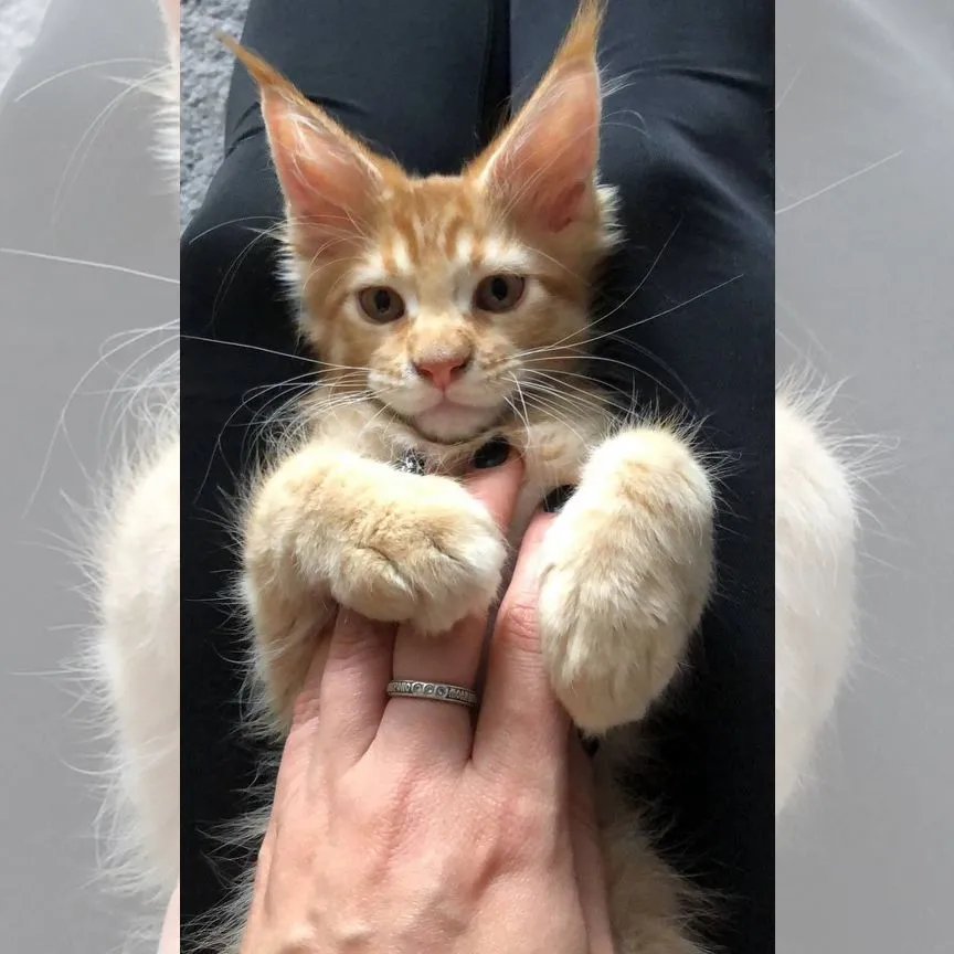 Менкун котята