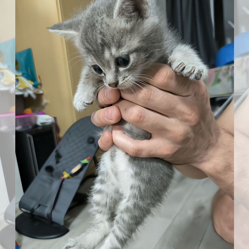 Британский короткошёрстный котёнок