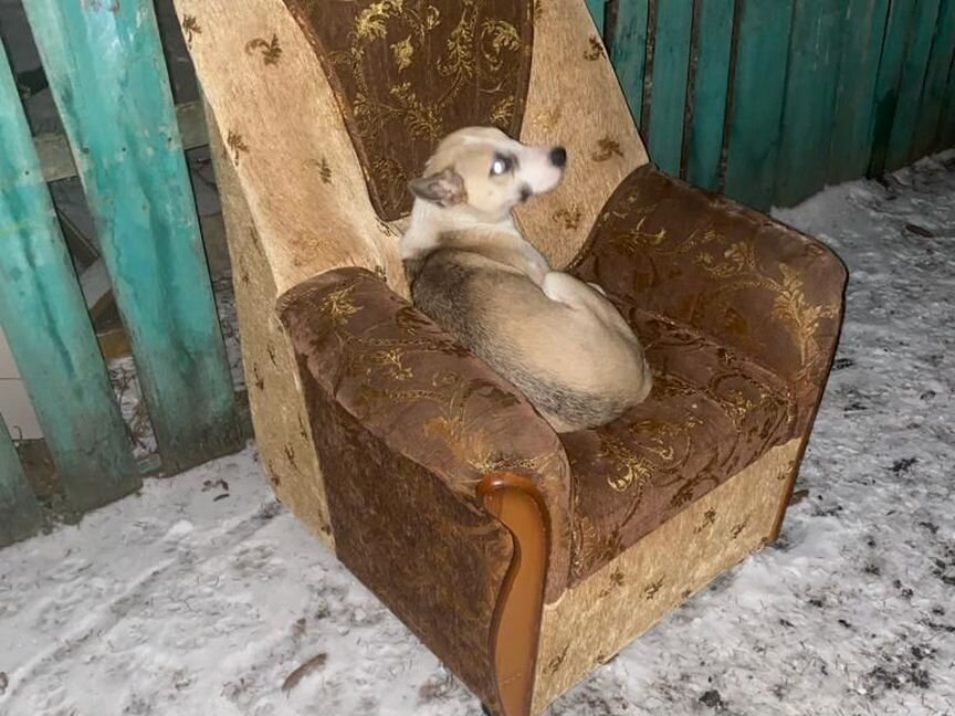 Щенок,девочка 6 мес.отдам