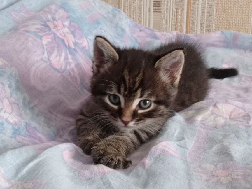 Кошка Тойгер