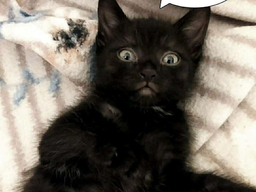 Котенка выкинут на даче, очень нужен новый дом