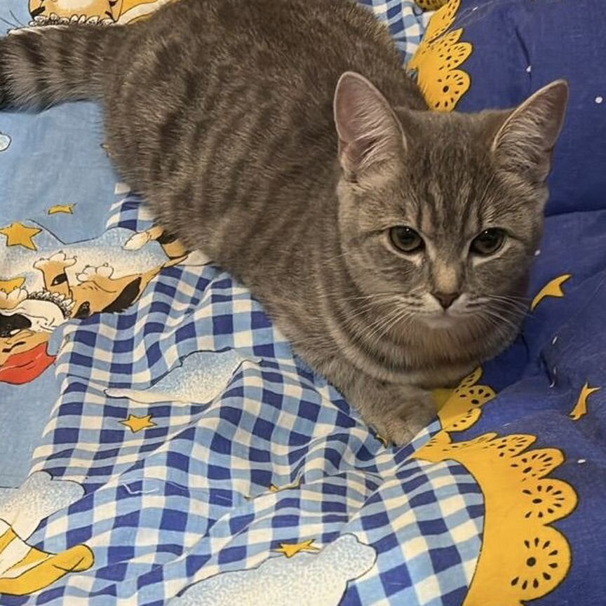 Шотландский вислоухий длинношёрстный котёнок