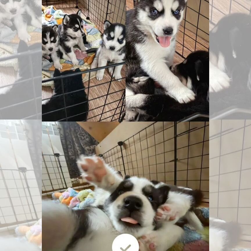 Сибирский хаски, щенок