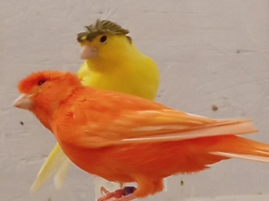 Кенара и канарейки