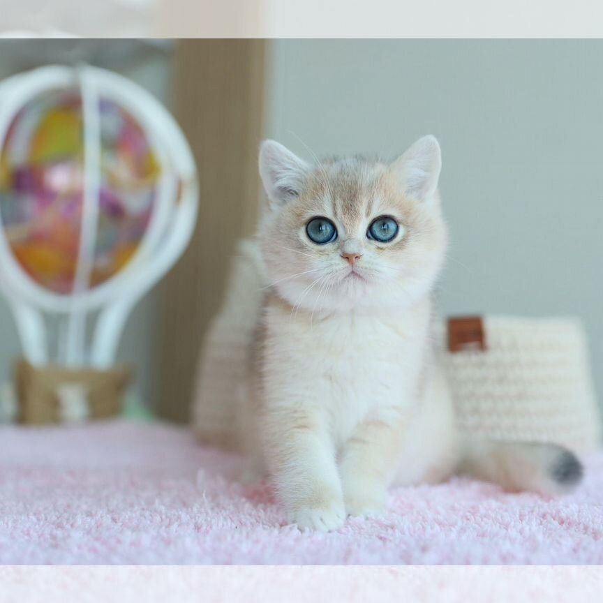 Британский короткошёрстный котёнок