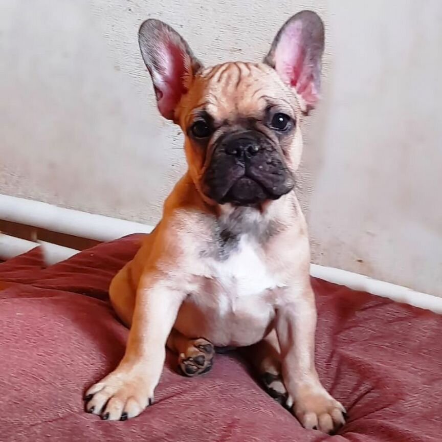 Французский бульдог. Мальчики и девочки