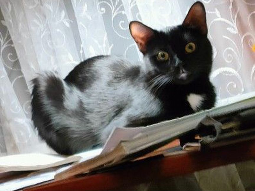 Кошка ищет кота для вязки бесплатно