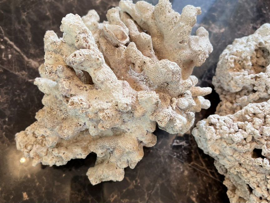 Морские кораллы