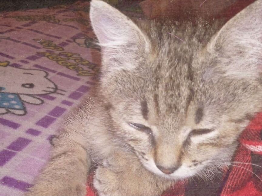 Котенок бесплатно