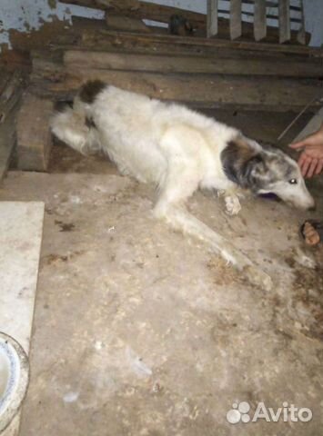 Собака борзая,возможно заблудилась