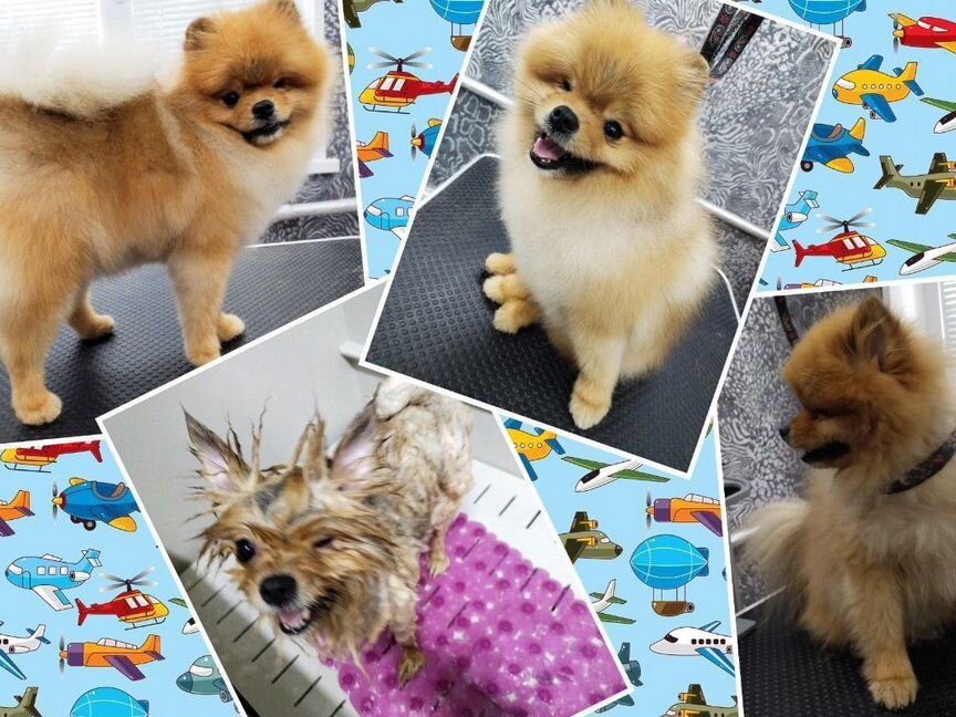 Отдам шпица