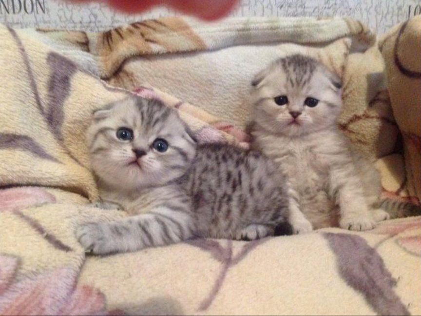 Шотландские котята