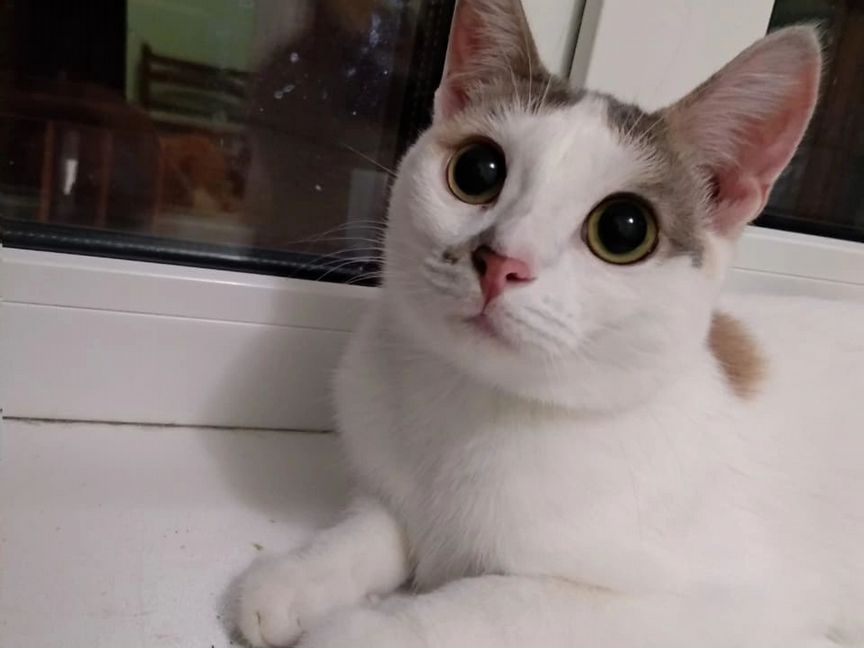 Кошка