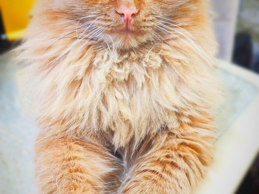 Кот Федя