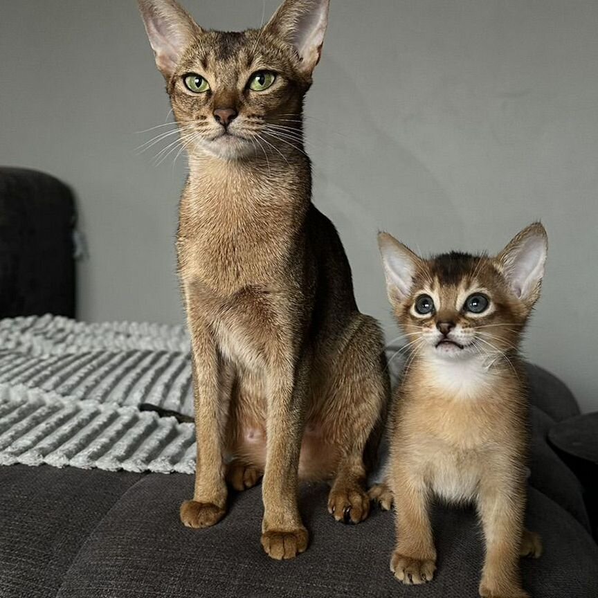 Аббисинские котята