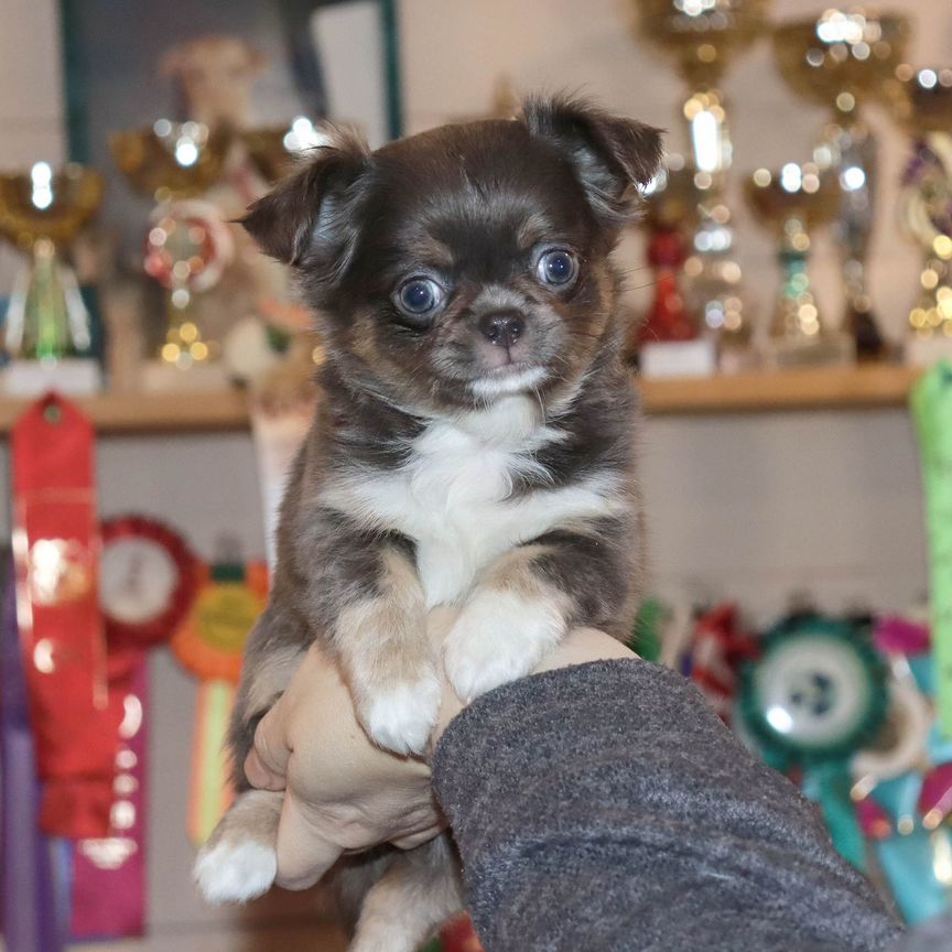 Марика. Красотка Чиxуаxуа с доставкой и видео