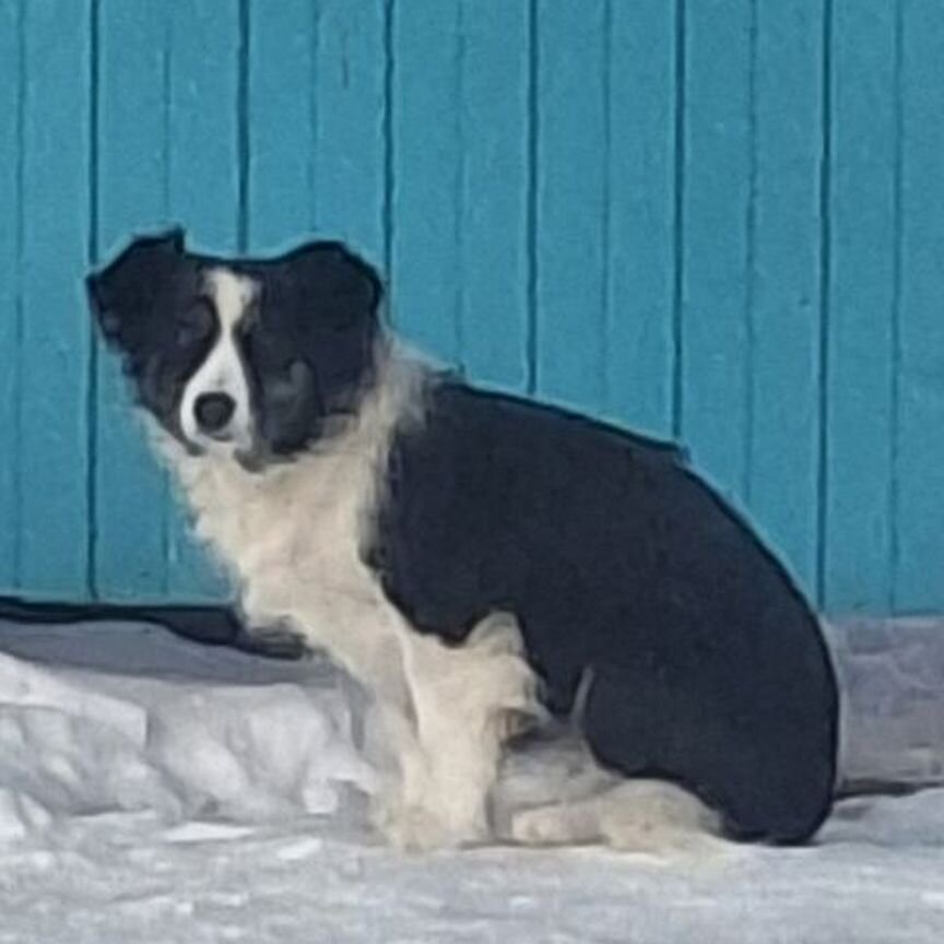 Взрослая собака в добрые руки