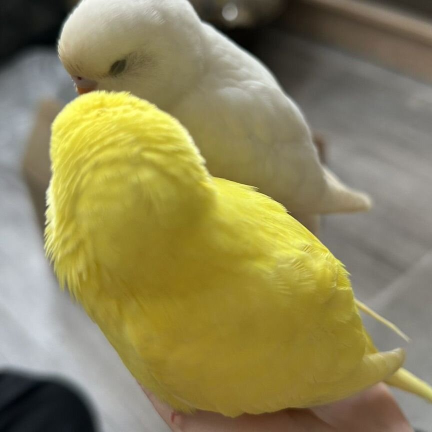 Волнистый попугай