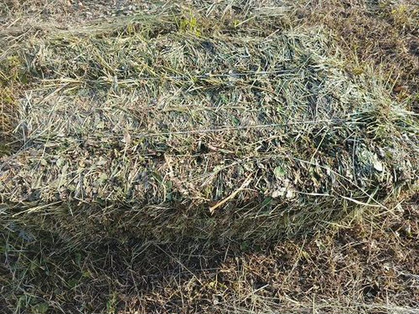 Сено в квадратных тюках козлятник