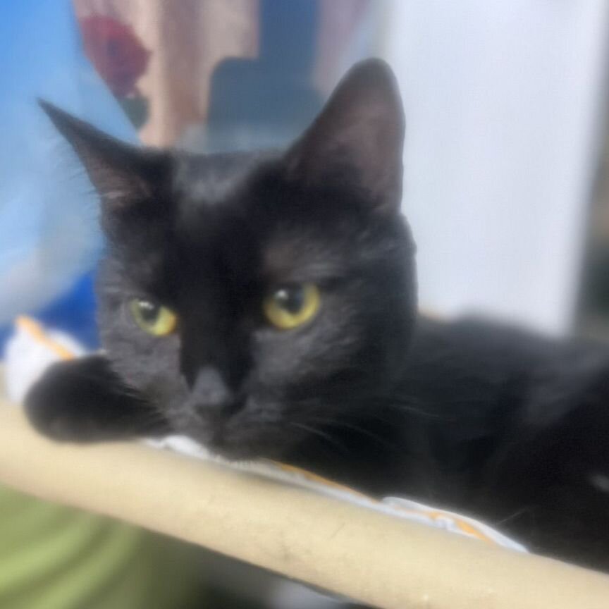 Взрослая, кошка в добрые руки