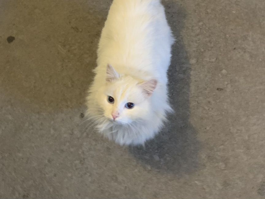 Найдена кошечка