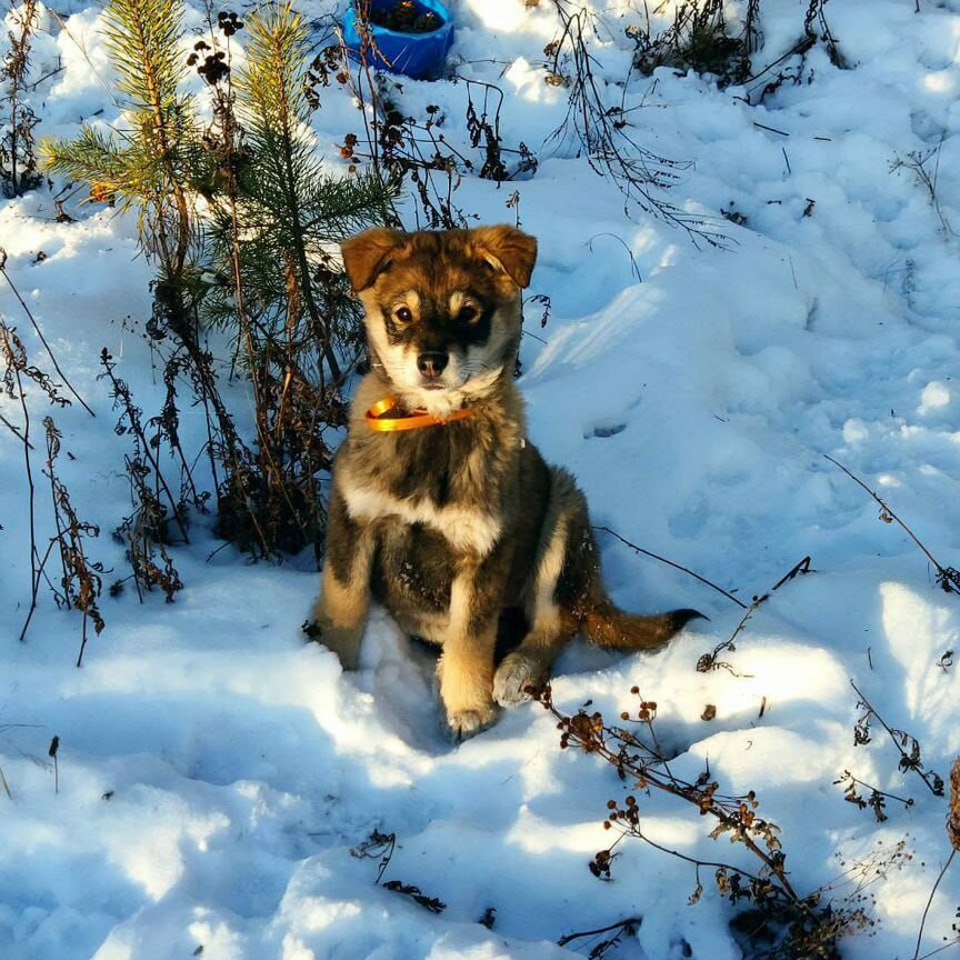 Отдам шенка в добрые руки