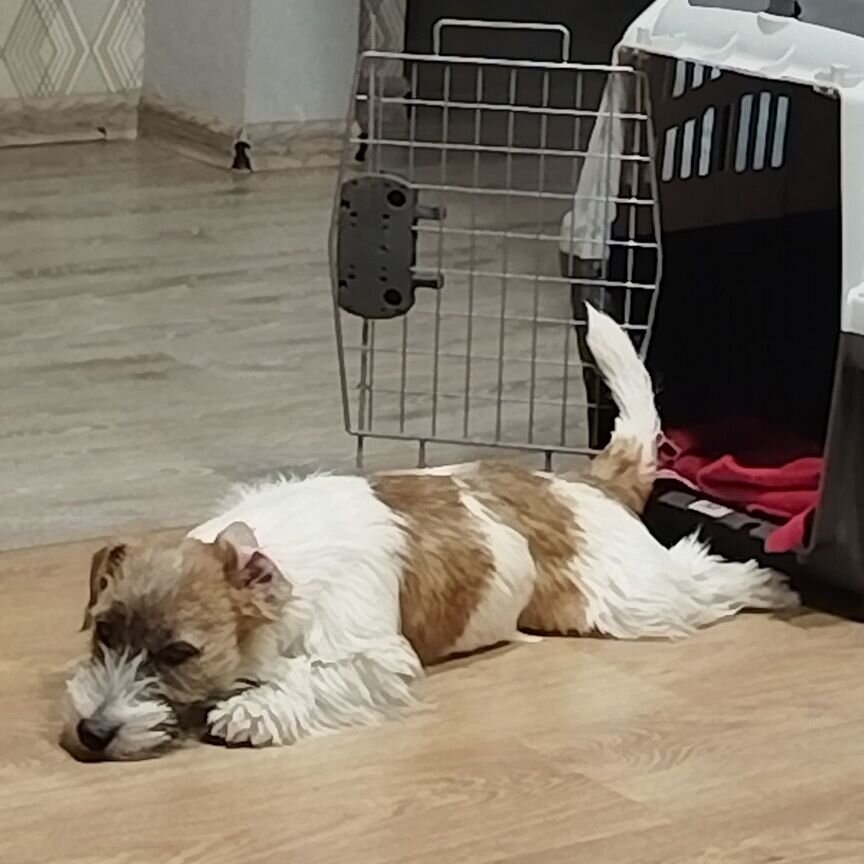 Джек-рассел-терьер, взрослый пёс