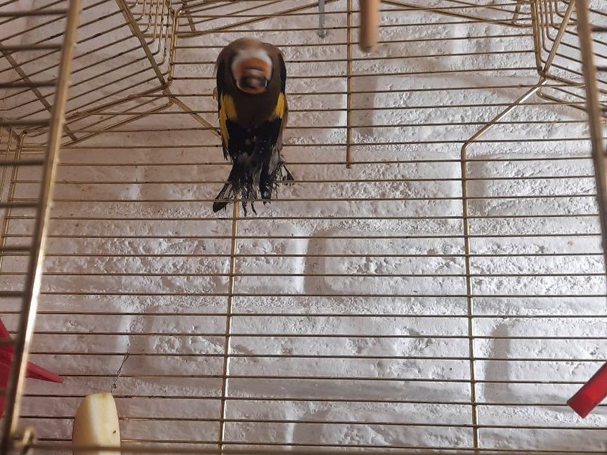 Птица щегол