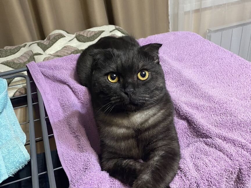 Шотландский кот в добрые руки