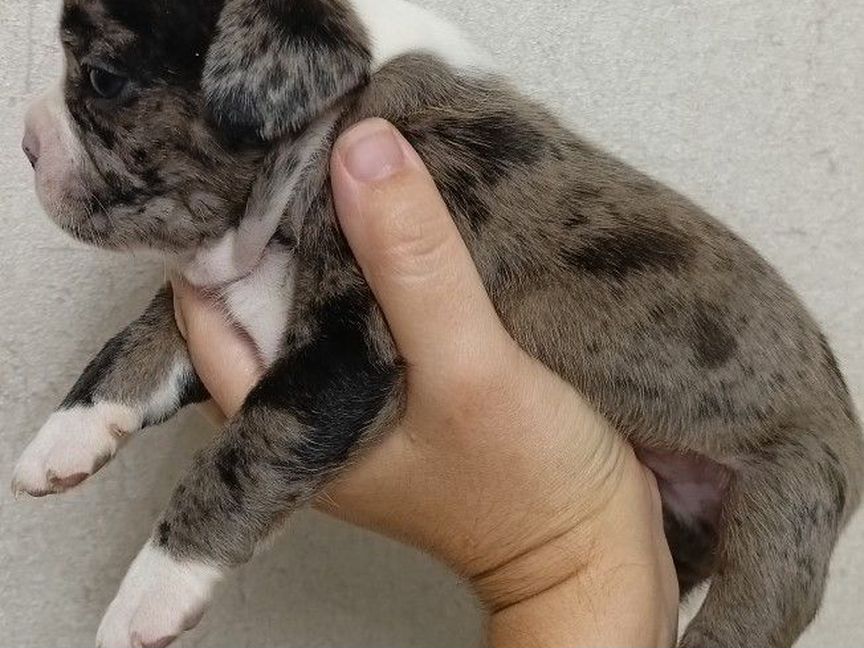 Французский малыш голубоглазый