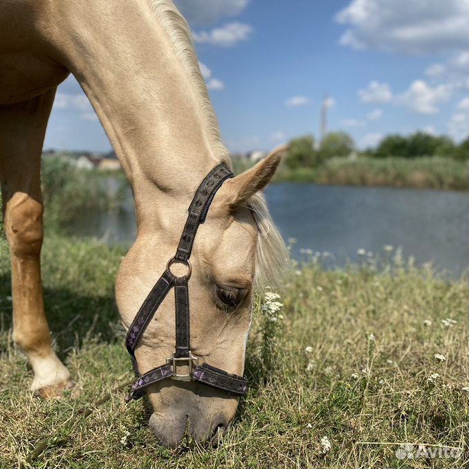 Продам лошадь