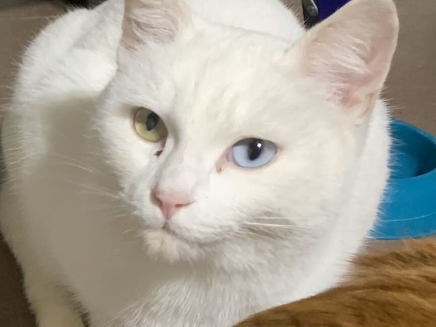 Белоснежная кошка с генами Турецкого Вана