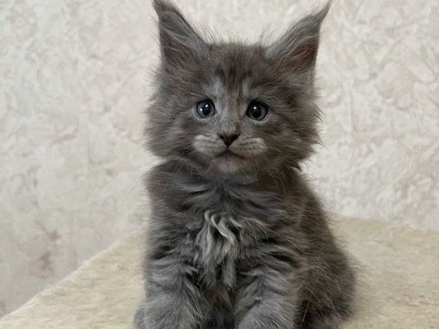 Мейн-кун котёнок-кот, голубой дым