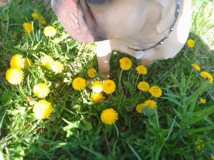 Французский бульдог