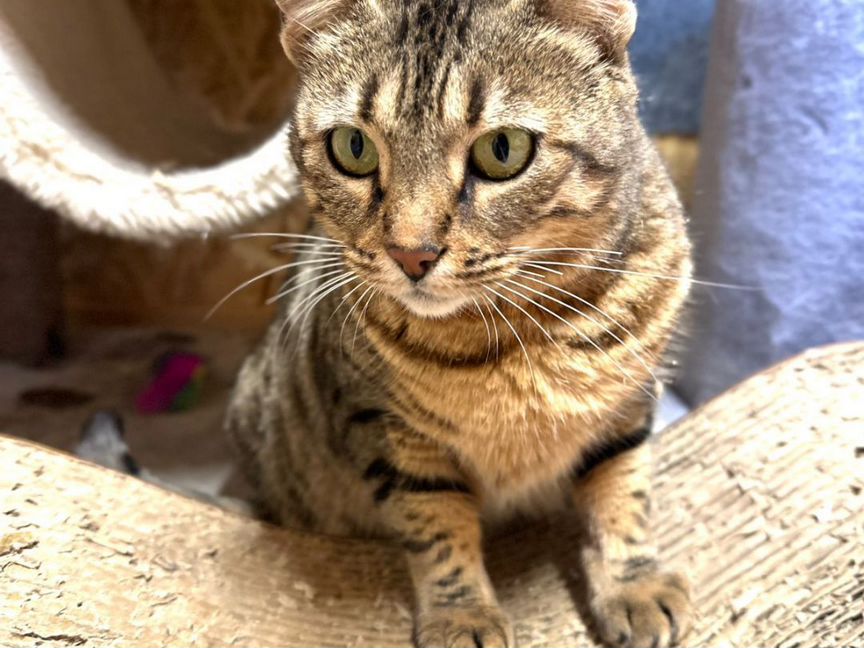 Лайза кошка из приюта Некрасовка