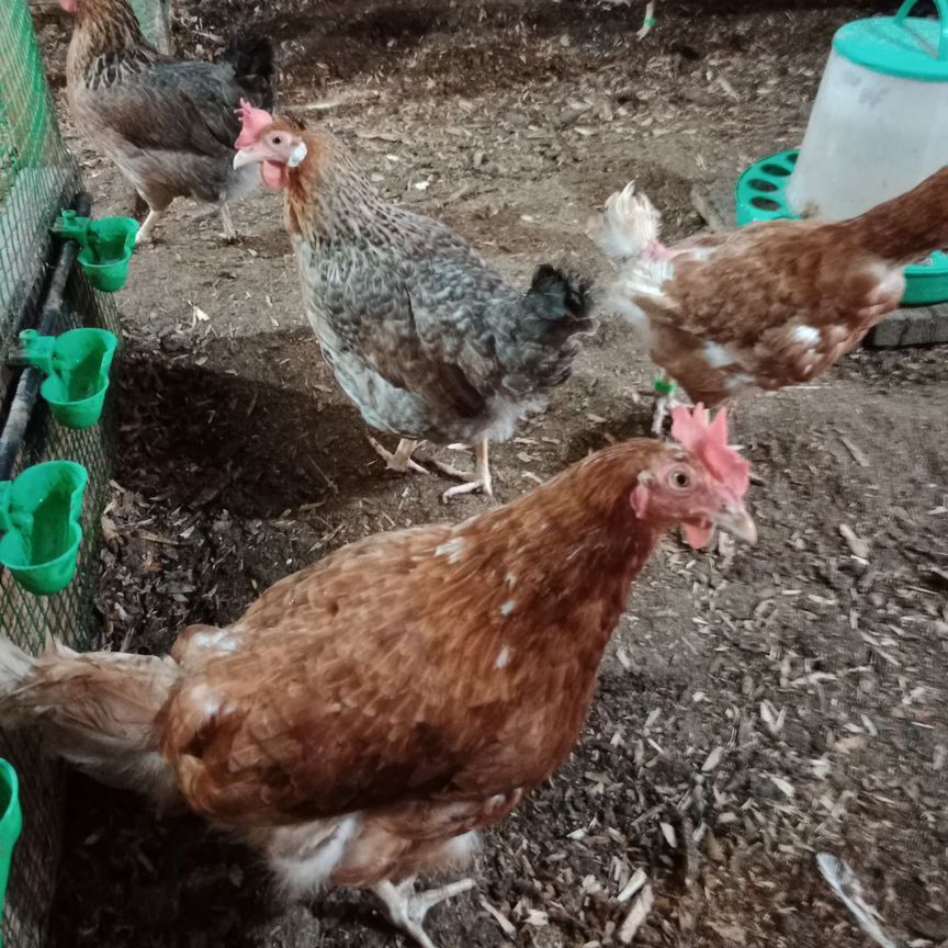 Куры,поилки, гнёзда, кормушка, бочка на 20 литров