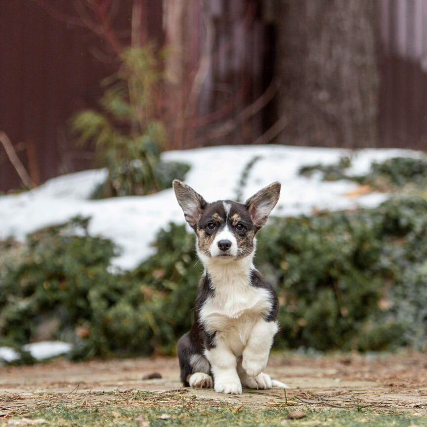 Щенок корги