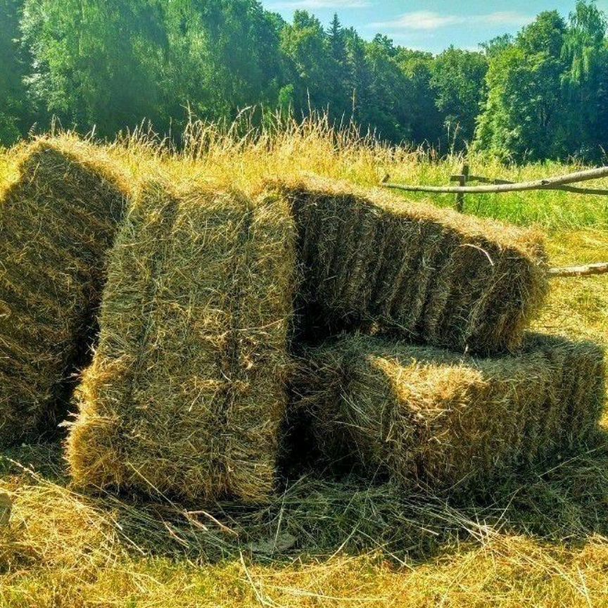 Сено в тюках