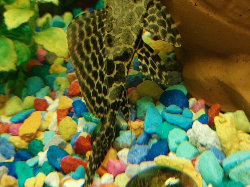 Парчовый сомик