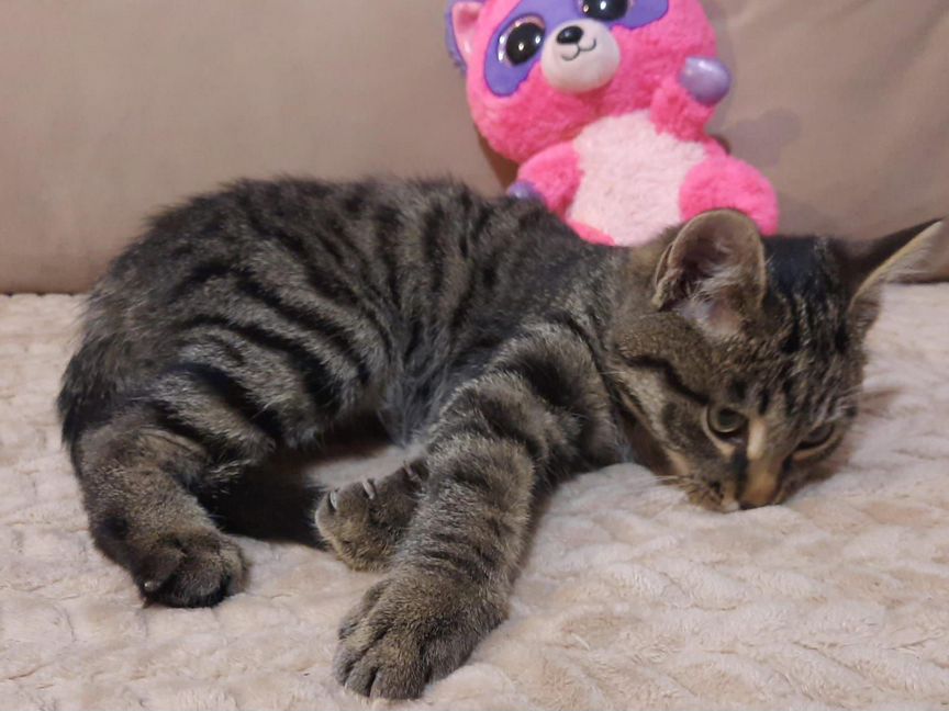 Отдадим котенка