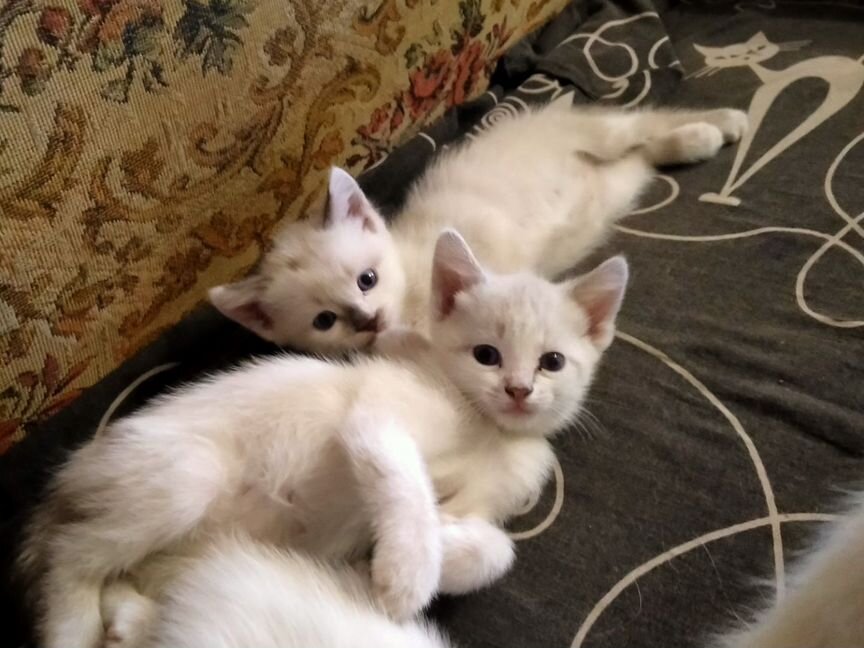 Котята от породистой тайской
