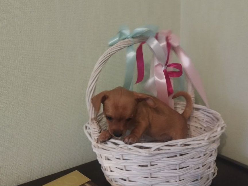 Чихуахуа, тойтерьеры, карликовые пинчеры Доставка