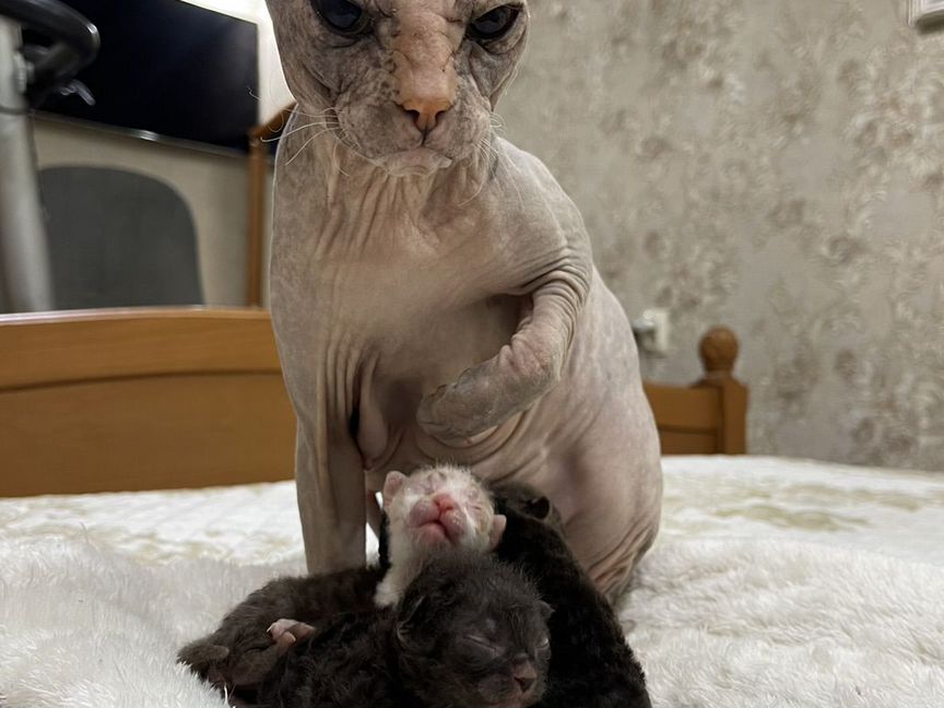 Котята сфинкс браш